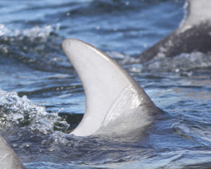 Adopt a Dolphin - Oceans Initiative