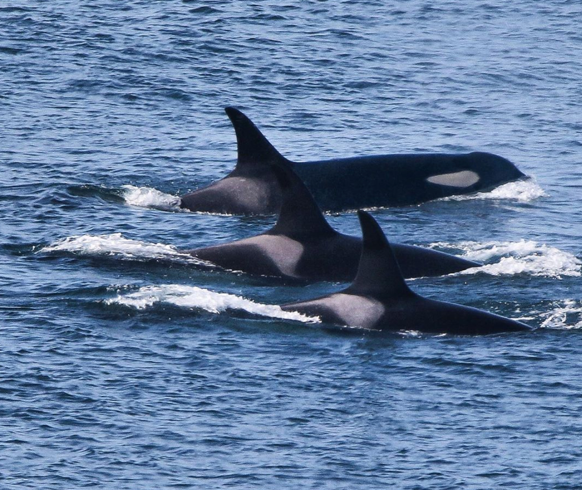 Sound Ocean - Oceans Initiative