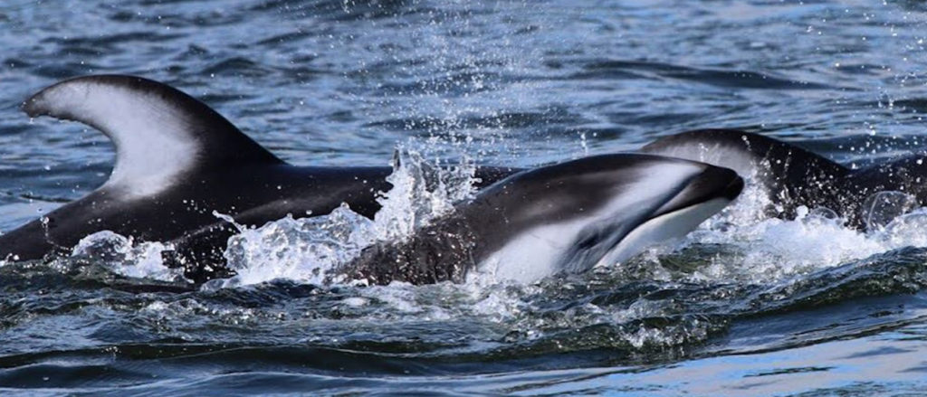 Adopt a Dolphin - Oceans Initiative