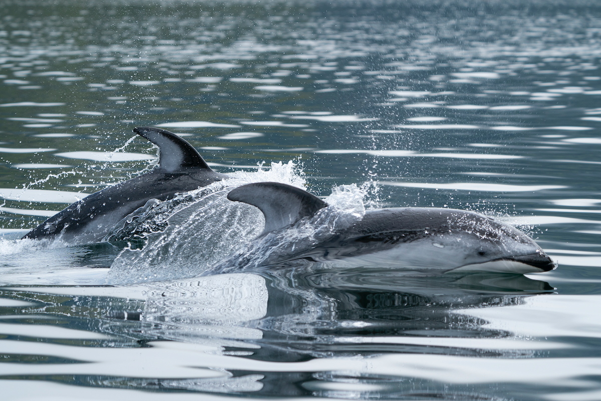 Dolphin Ecology - Oceans Initiative
